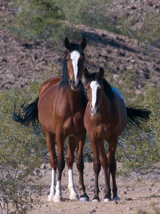 Wildpferde in Cibola Arizona am Colorado an der Grenze zu Kalifornien ...
