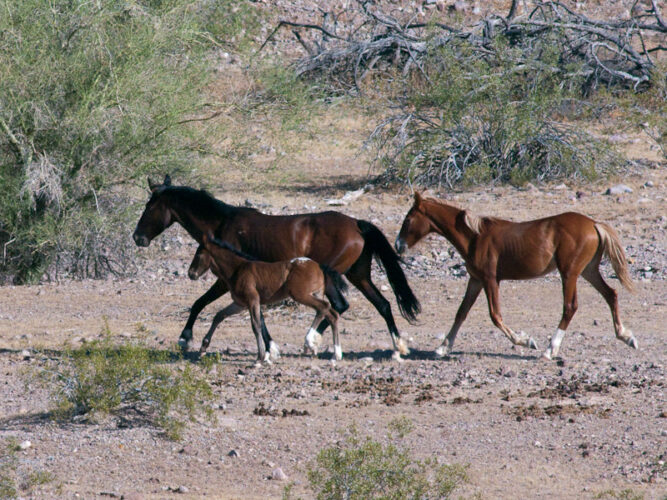 Wildpferde in Cibola Arizona am Colorado an der Grenze zu Kalifornien ...
